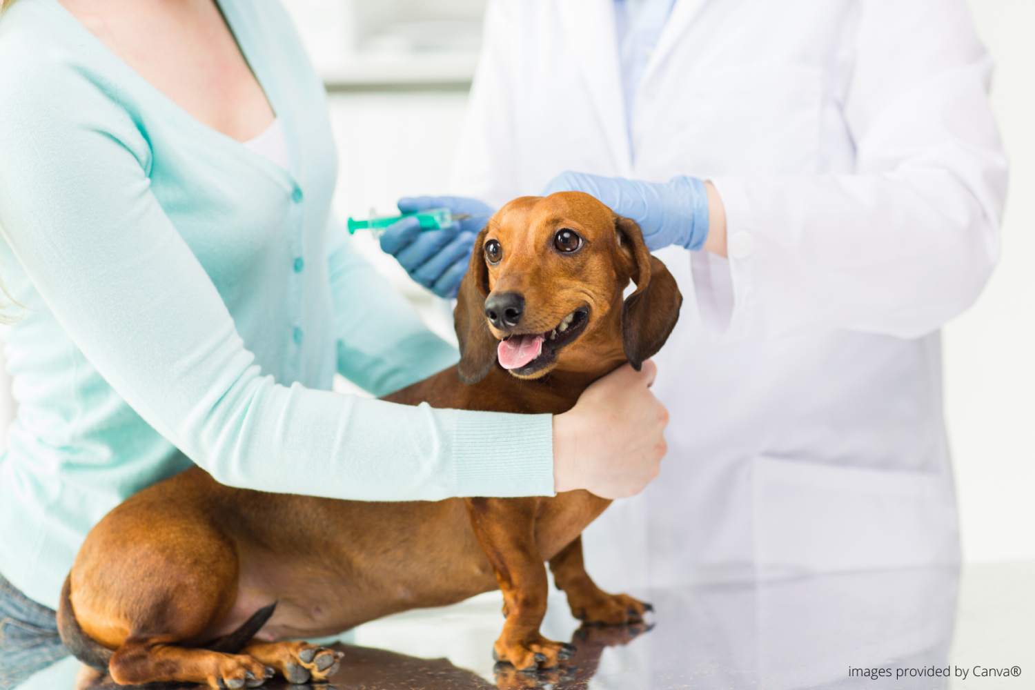 When to Vaccinate Your Dog: A Guide - Lincolnshire Animal Hospital ...